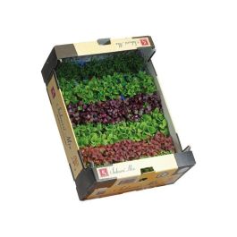 Mixed Sakura Cress (Case)