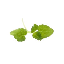 Micro Lemon Balm